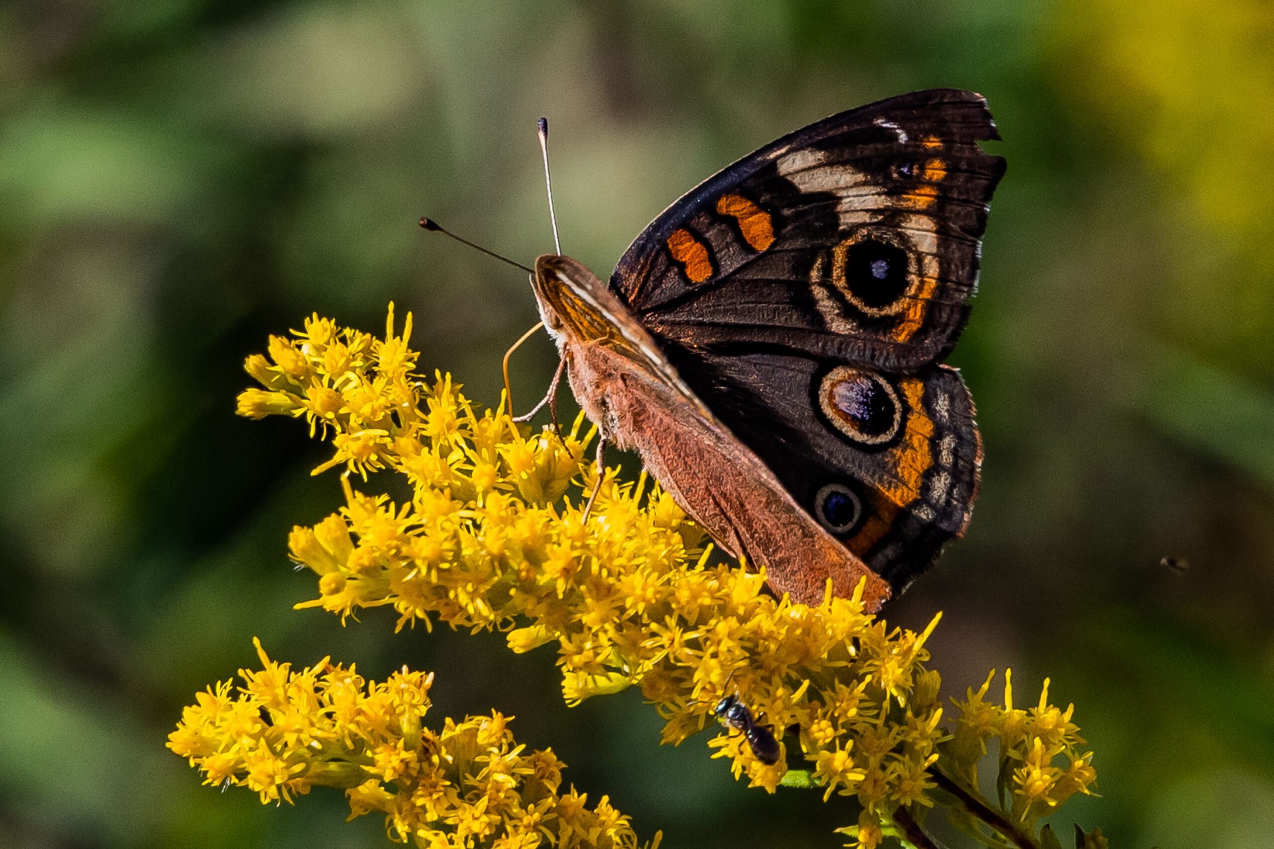 Air pollution keeps bees and butterflies from pollinating | Popular Science