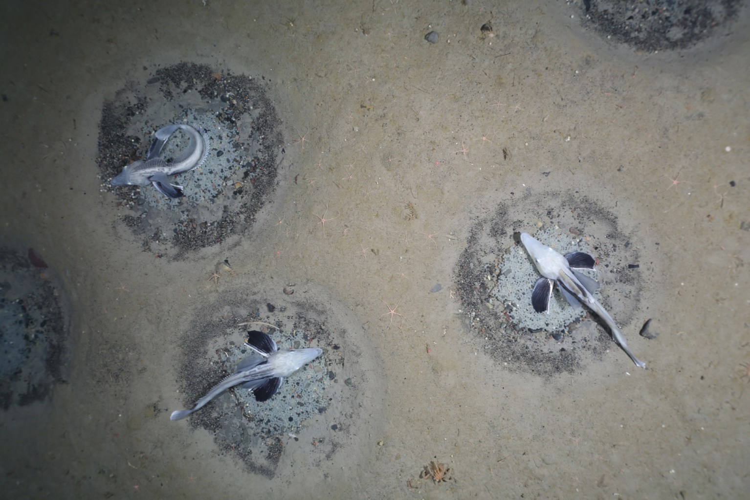 What is an icefish? An Antarctic discovery reveals more. | Popular Science