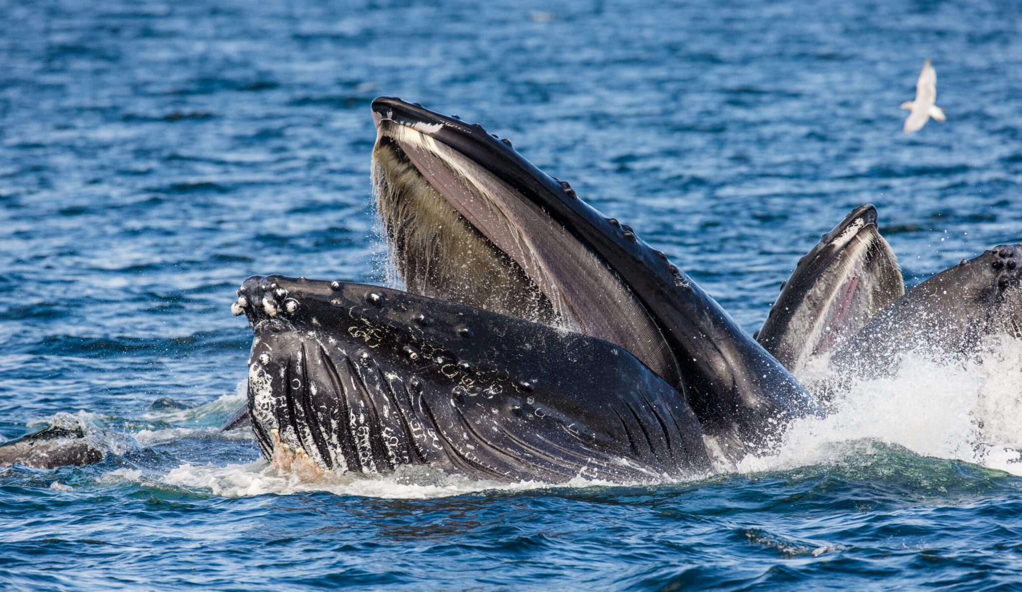 This 'oral plug' helps baleen whales gulp down giant meals without ...