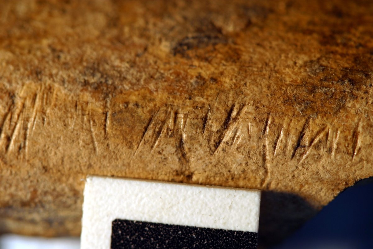 Meat may not have been as crucial to human evolution as we thought