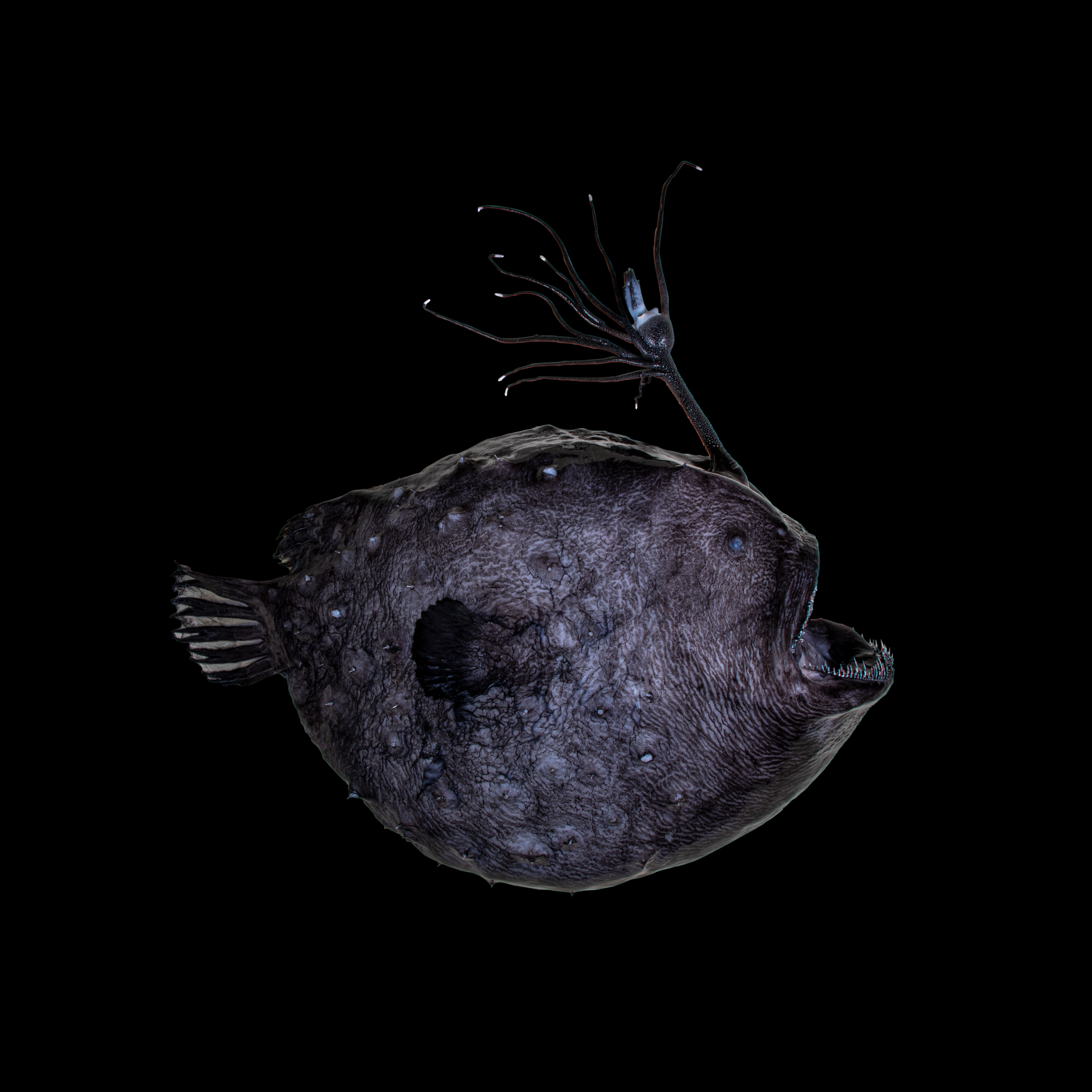 This deep-sea anglerfish dangles a 'disco ball' to draw in prey ...