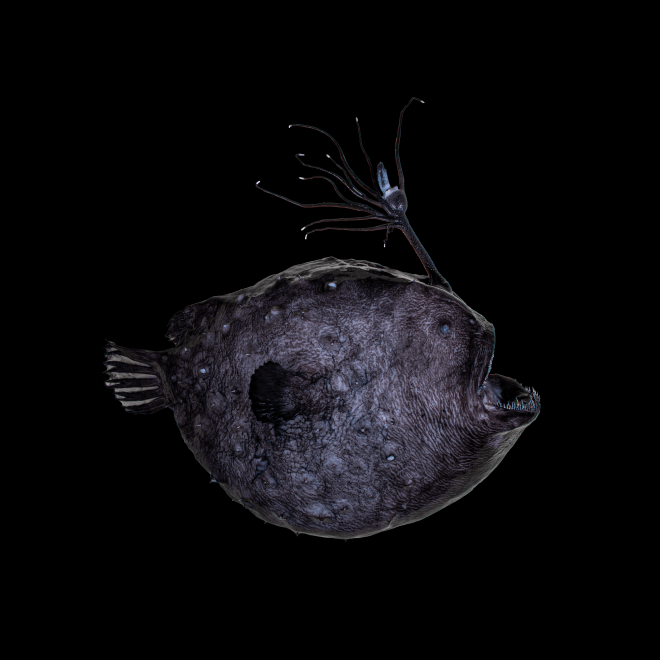 Fish swimming together fare better in turbulent waters | Popular Science
