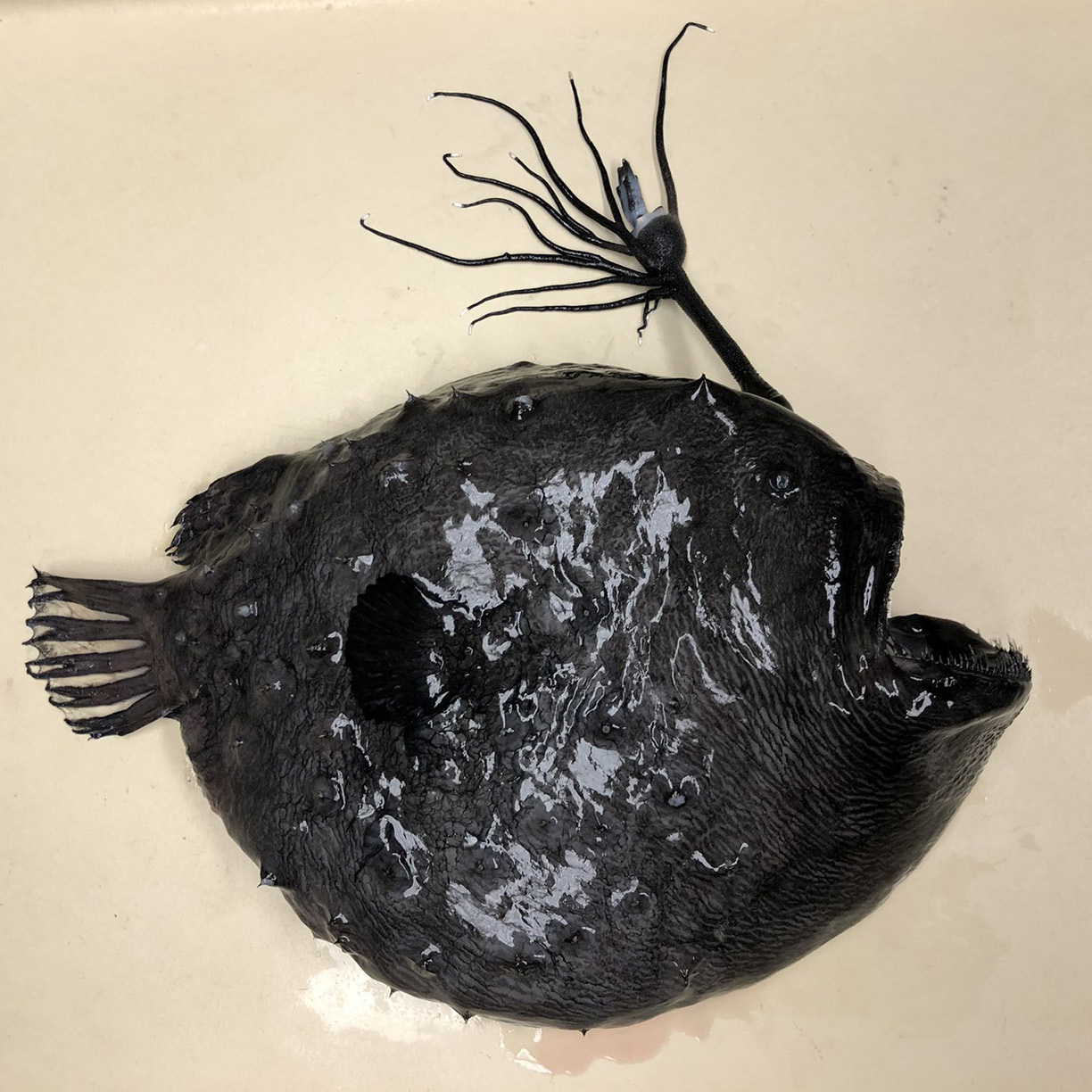 This deep-sea anglerfish dangles a 'disco ball' to draw in prey ...