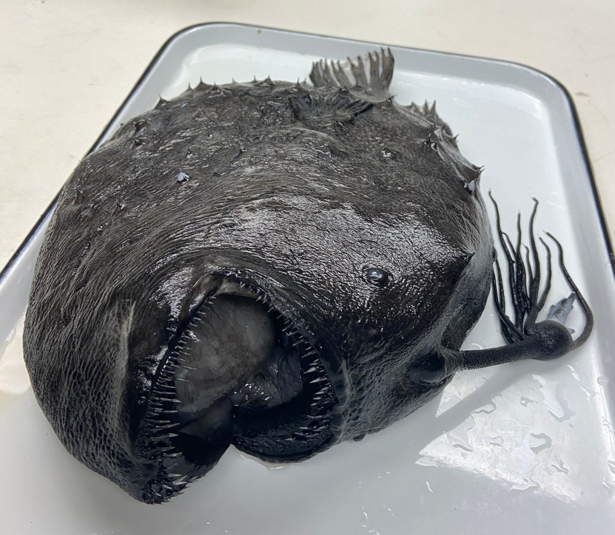 This deep-sea anglerfish dangles a 'disco ball' to draw in prey ...
