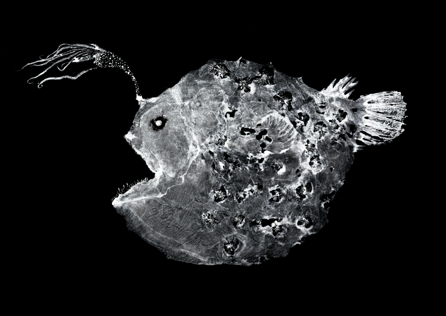 This deep-sea anglerfish dangles a 'disco ball' to draw in prey ...