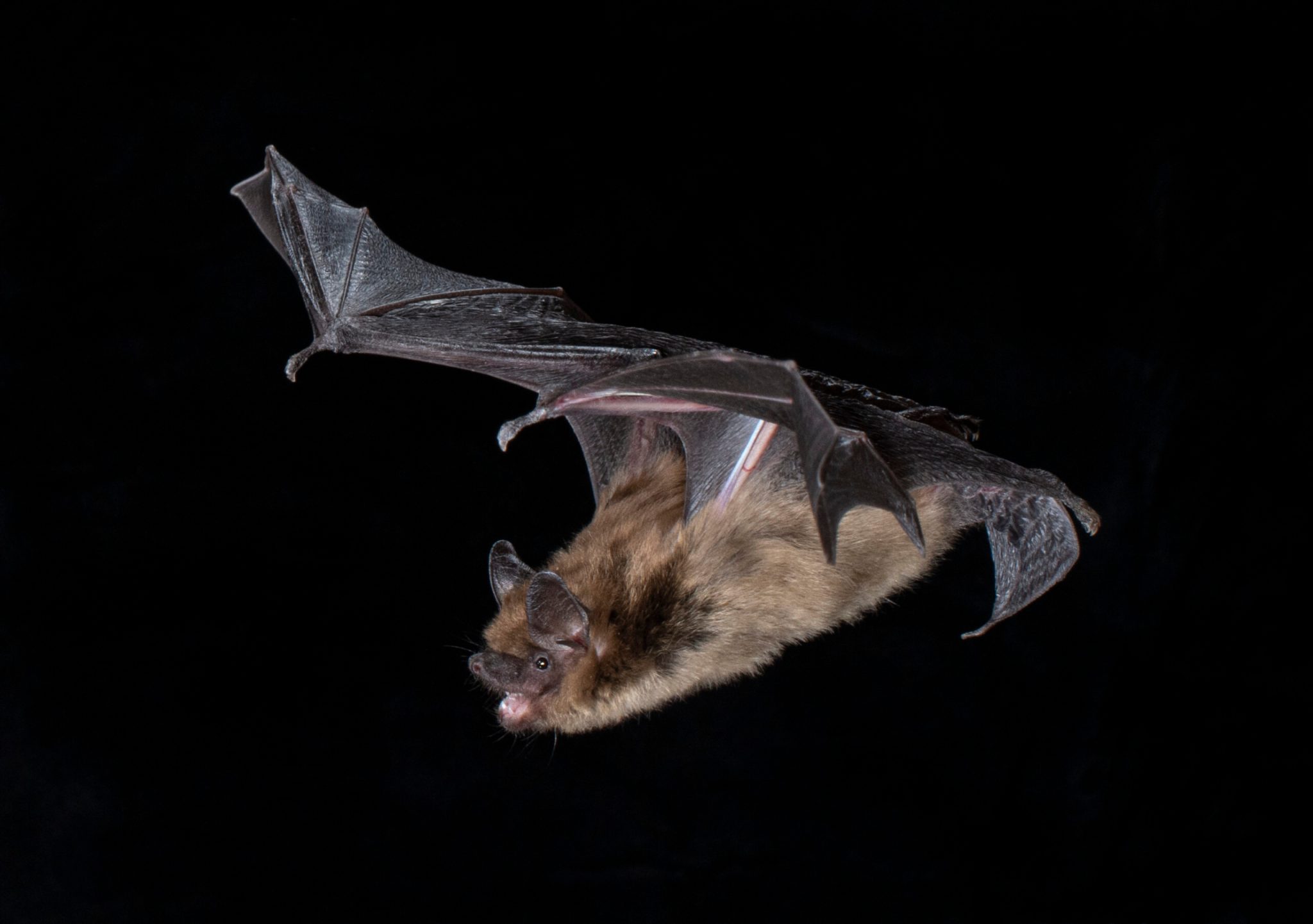 Bats are masters of echolocation thanks to their incredible inner ears ...
