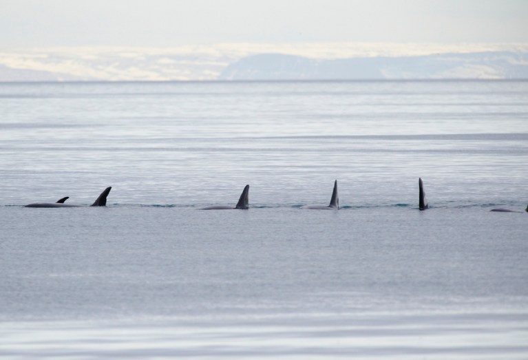 Orca observed hunting and killing a great white shark by itself for the ...