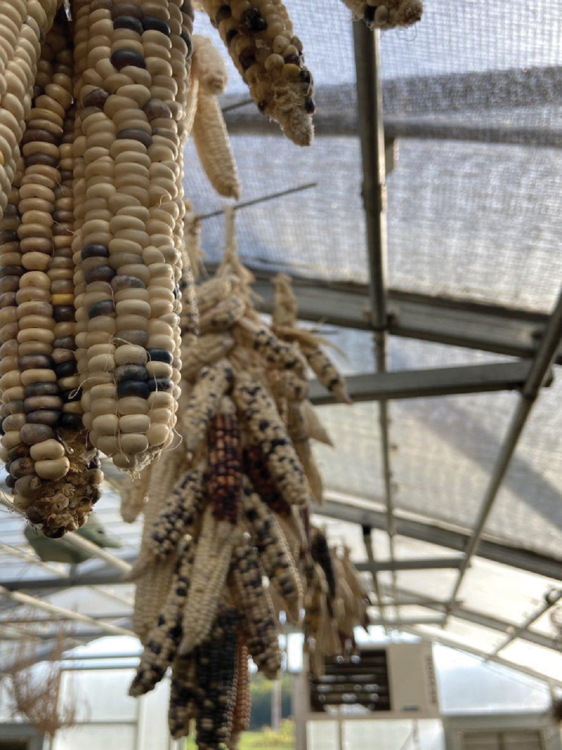 Indigenous farmers are leading a new food movement | Popular Science