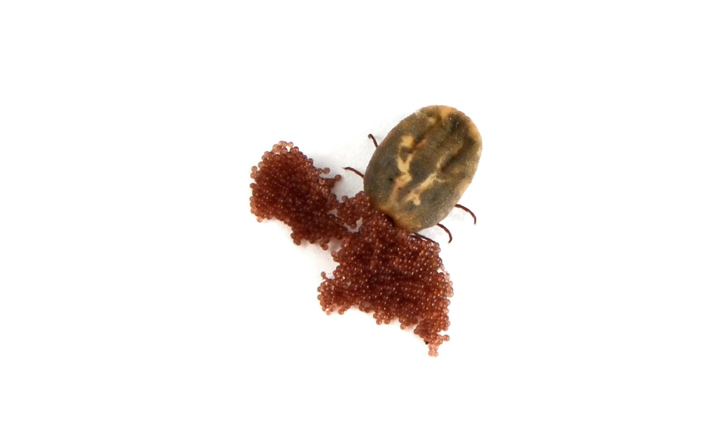 Can deer ticks be genetically modified to be safer? | Popular Science