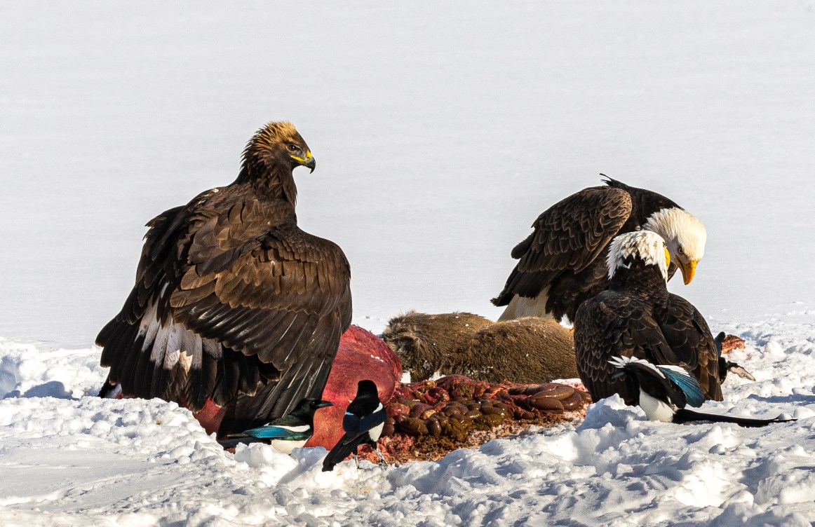 Lead bullets are poisoning eagles across the US | Popular Science