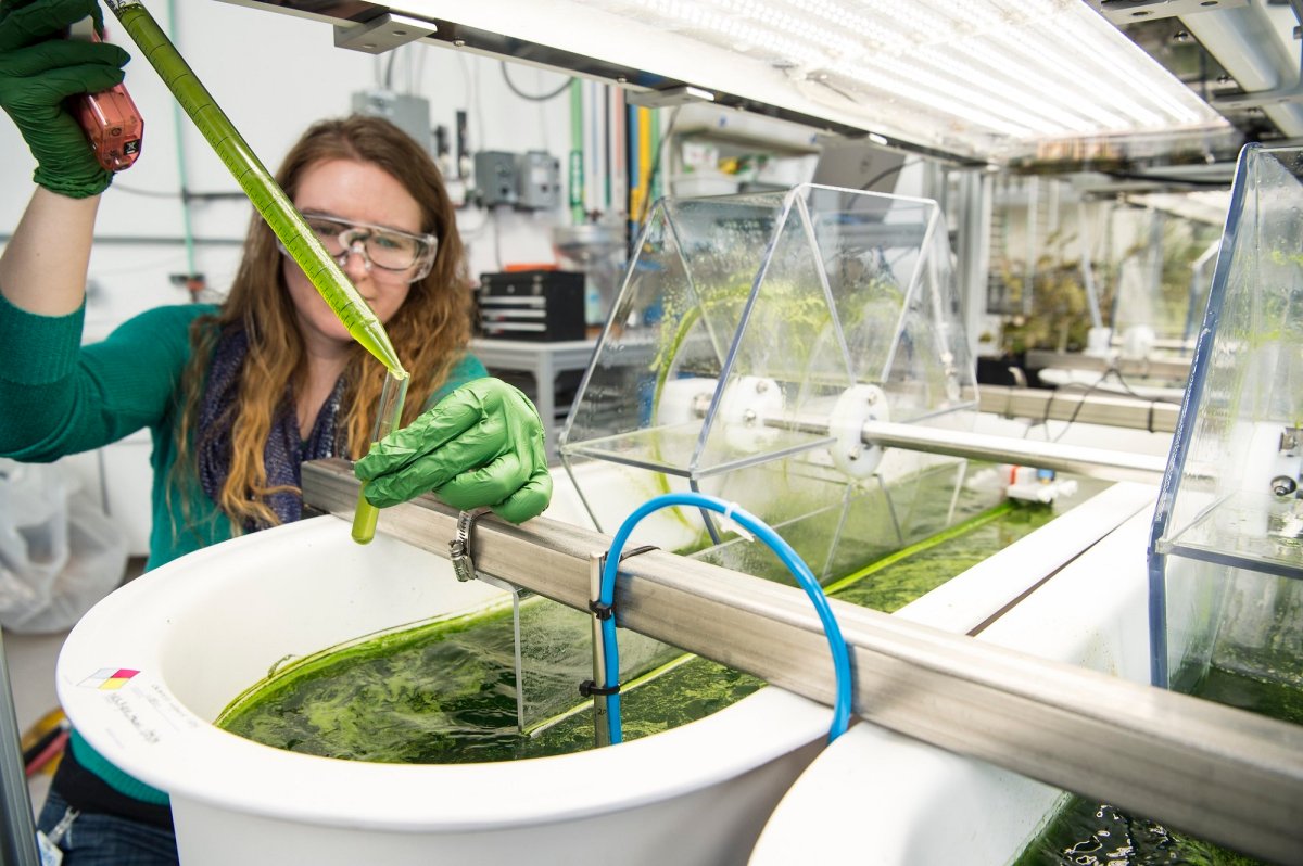 How to make algae biofuel and feedstock less expensive | Popular Science