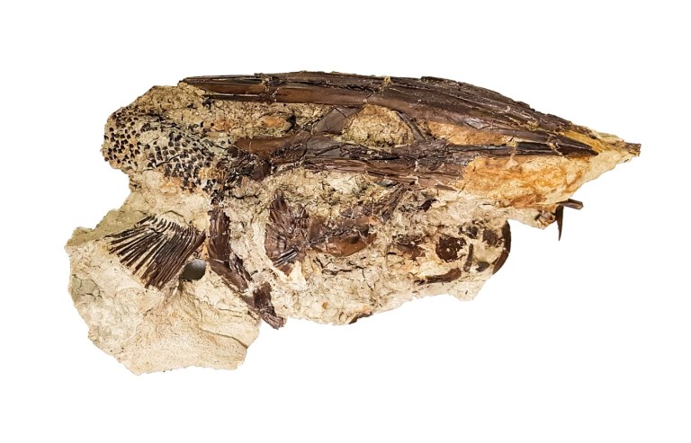 The dinosaur-killing asteroid hit Earth in spring | Popular Science
