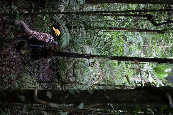The newly discovered tapir frog has a magnificent snout | Popular Science