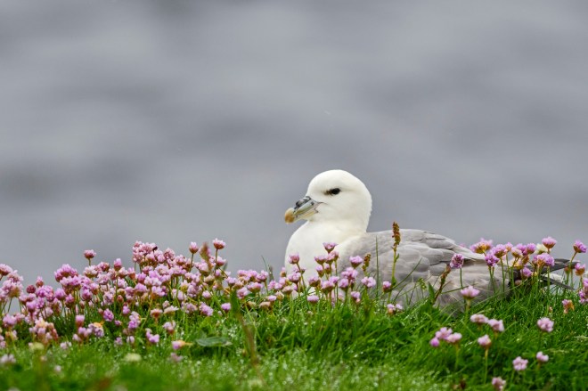 Do birds have a sense of smell? | Popular Science