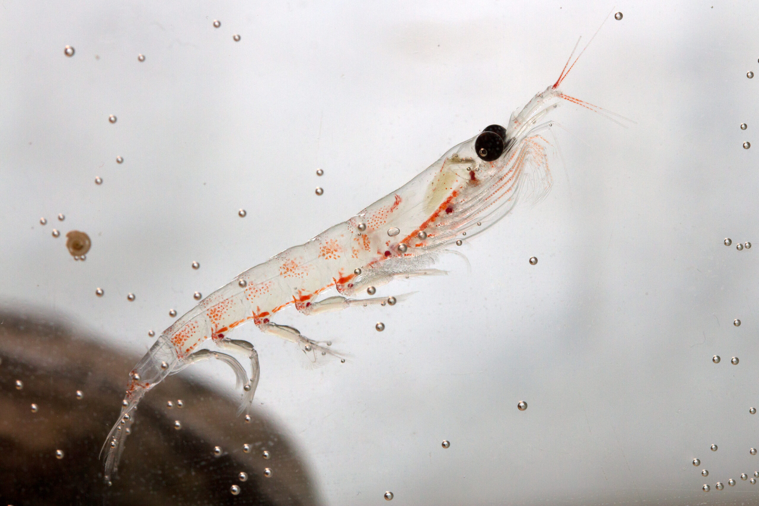 Inside the surprisingly social dynamics of a krill swarm | Popular Science
