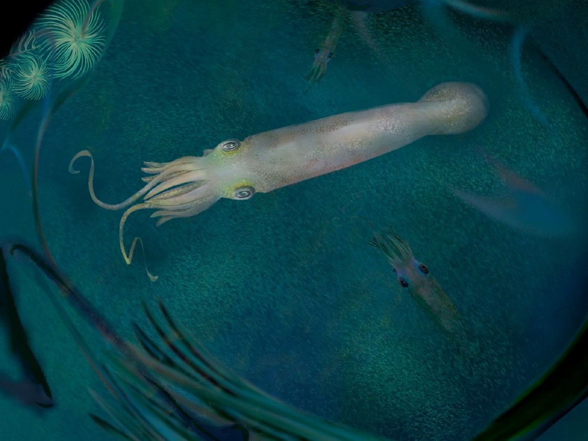 Did vampire squids and octopuses have 10 arms? | Popular Science