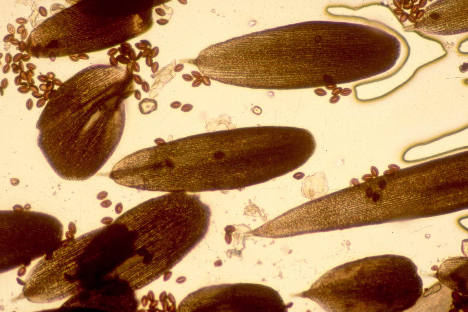 OE parasite affecting hand-raised monarch butterflies | Popular Science