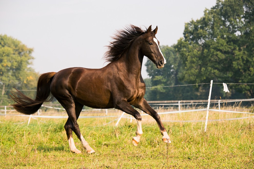 Ancient sea creatures pioneered the gallop | Popular Science