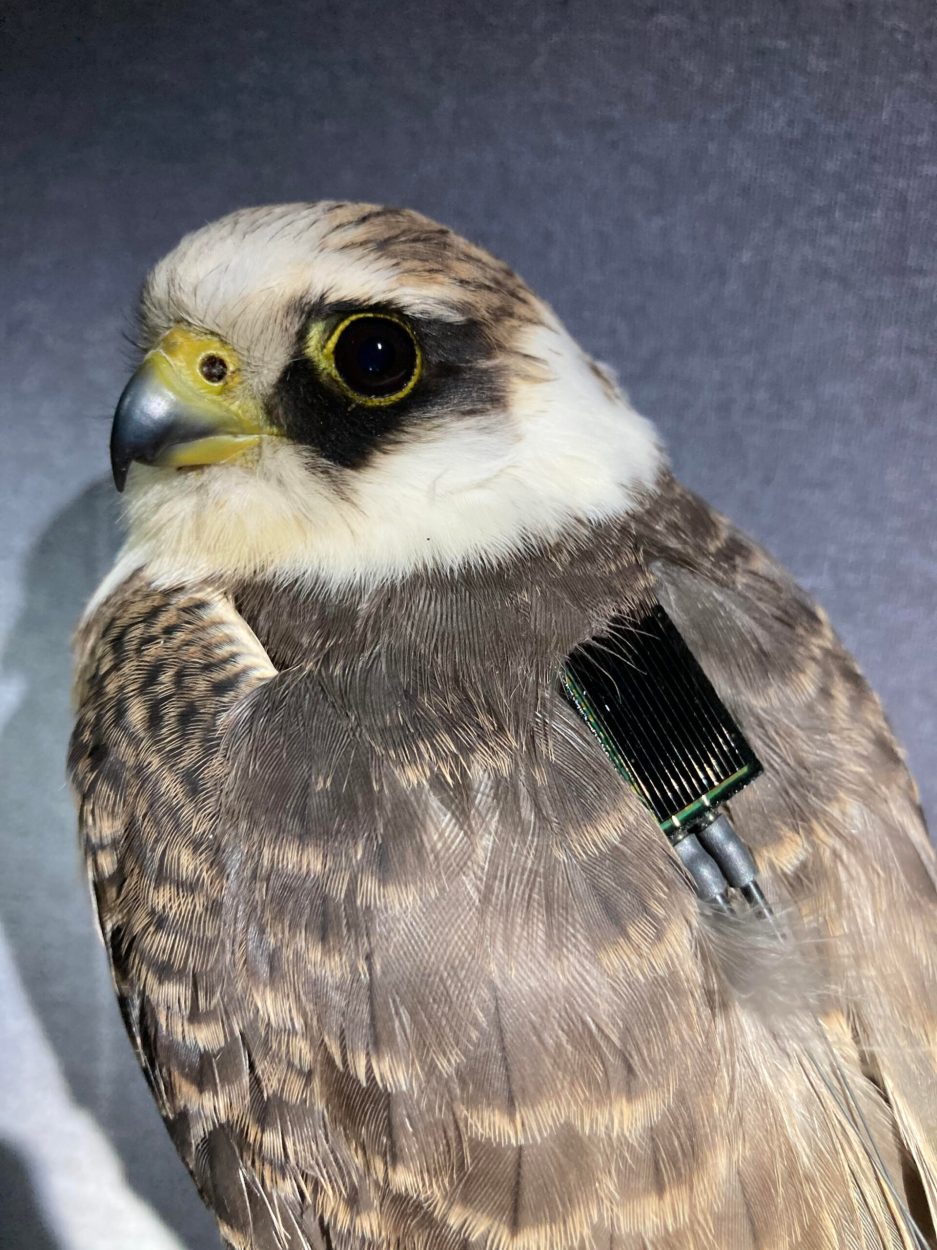 How Icarus uses the ISS to collect animal data on Earth | Popular Science