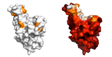 Mutations on infectious COVID variants, explained | Popular Science
