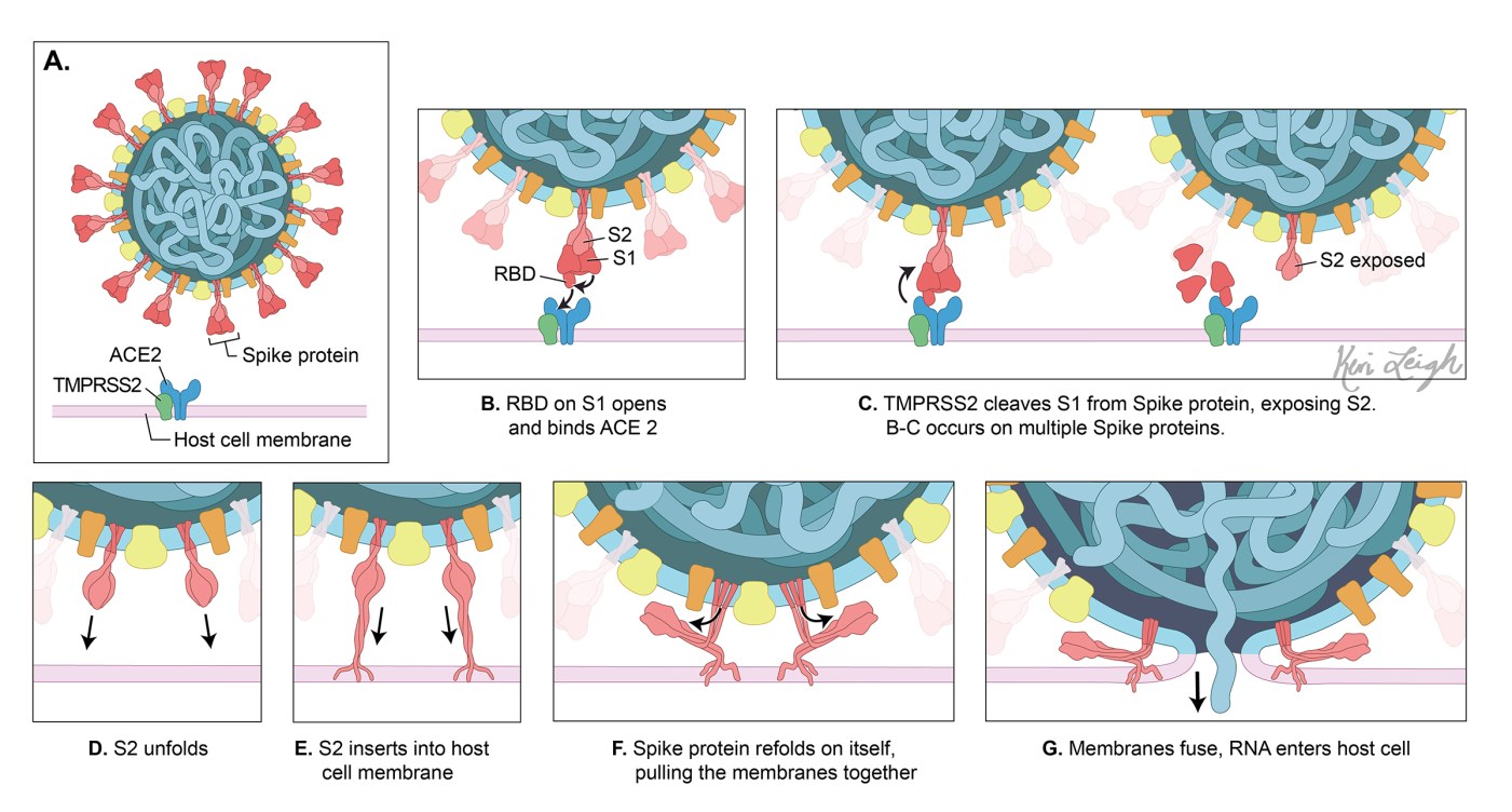Mutations on infectious COVID variants, explained | Popular Science