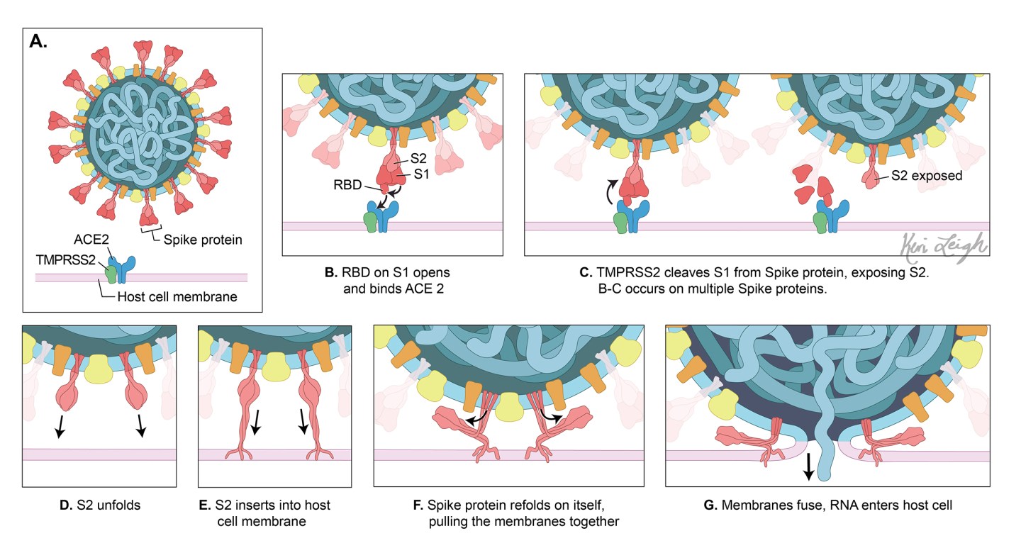 Mutations on infectious COVID variants, explained | Popular Science