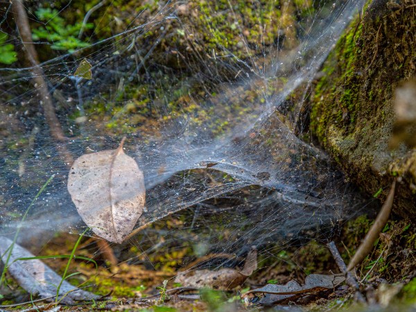Spider Colonies Are Cooperating Themselves To Death