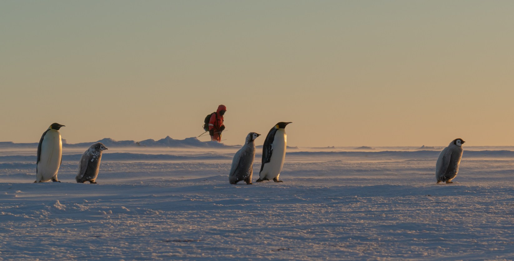 Meet the robot watching over Emperor penguins | Popular Science