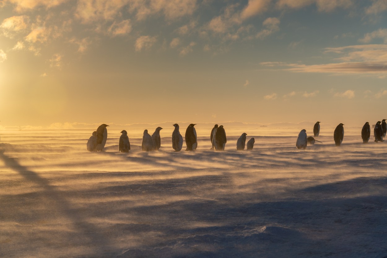 Meet the robot watching over Emperor penguins | Popular Science