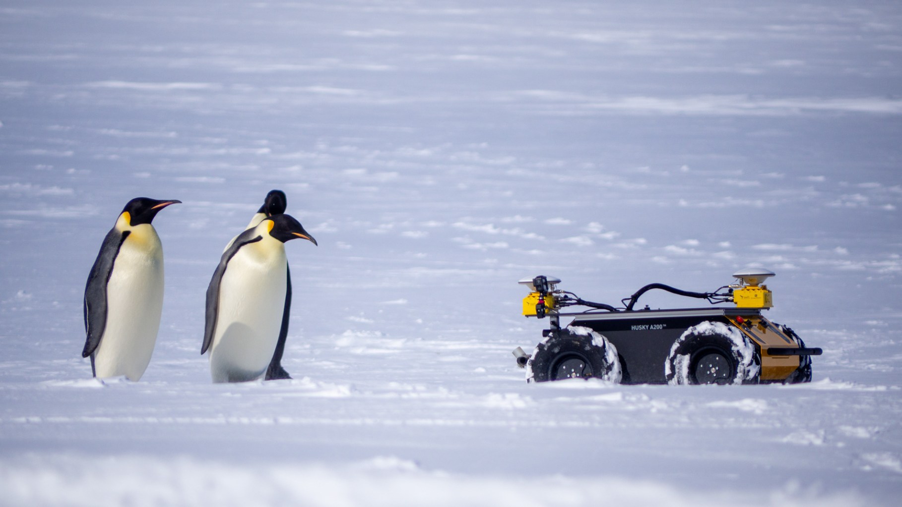 Meet the robot watching over Emperor penguins | Popular Science