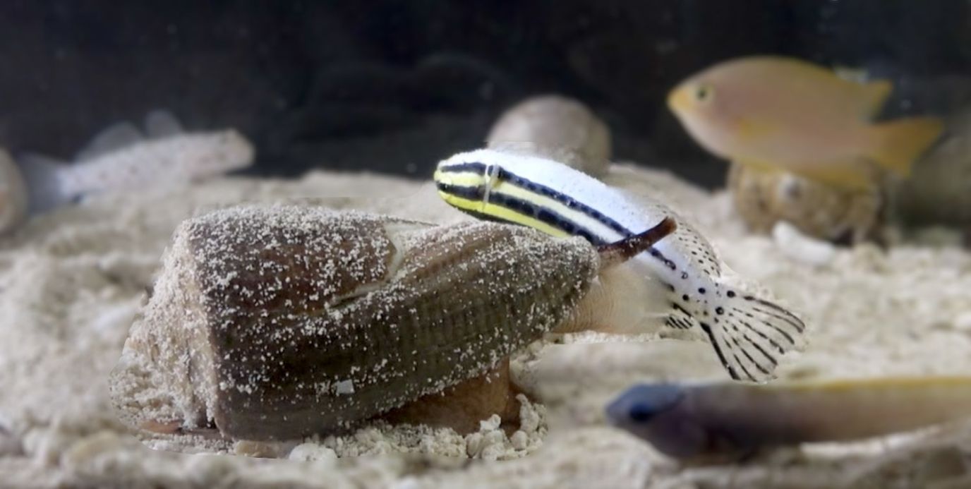 Cone snail species has venom with pain relief effects | Popular Science