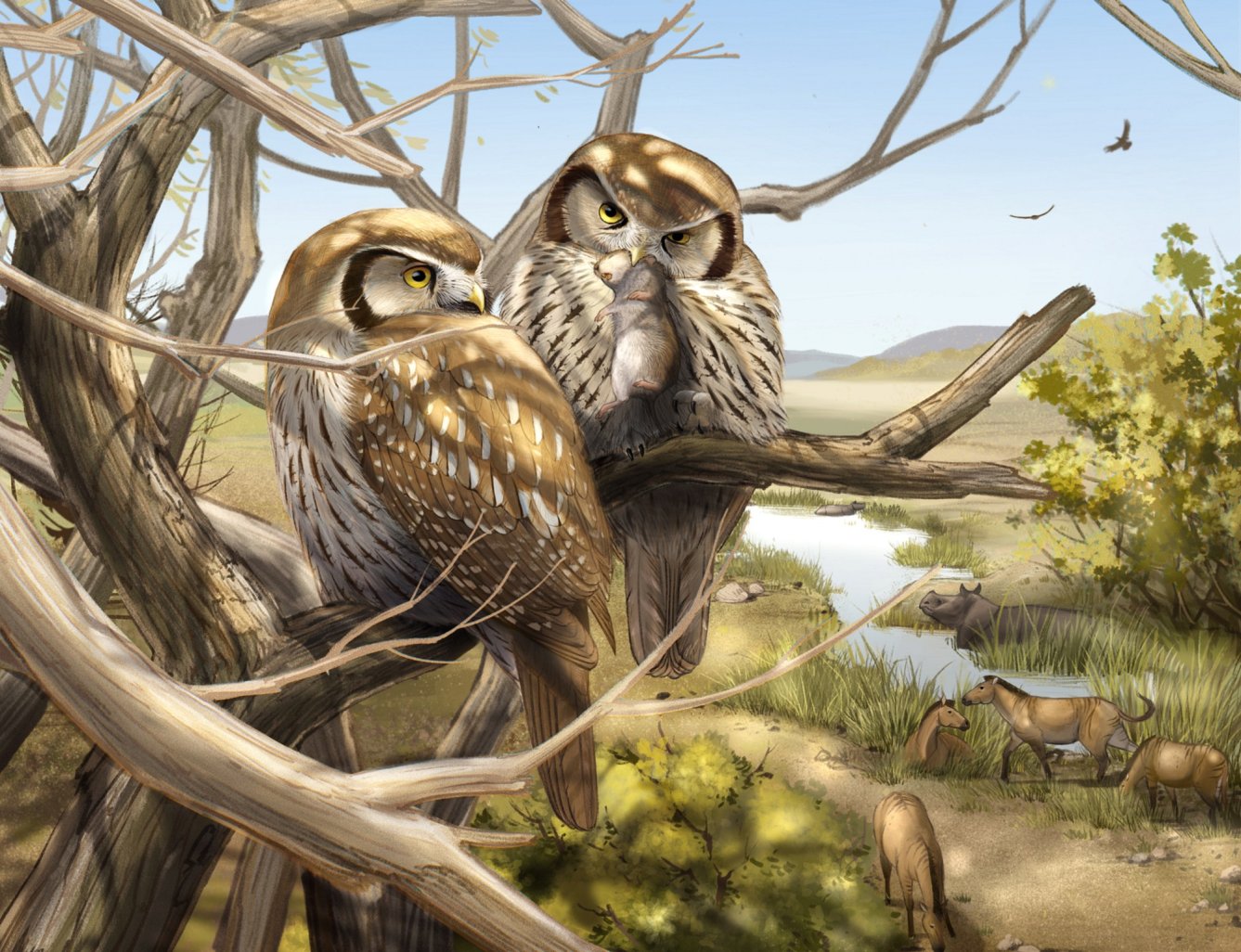 Which owls are active in the daytime? | Popular Science