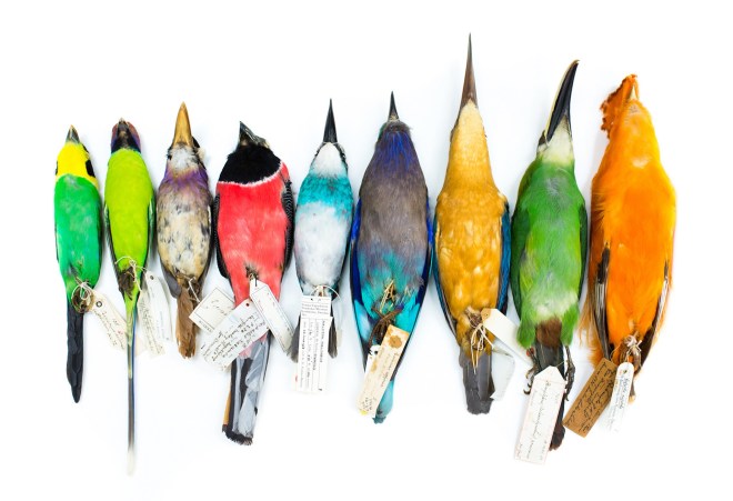 All living birds share an 'iridescent' ancestor | Popular Science