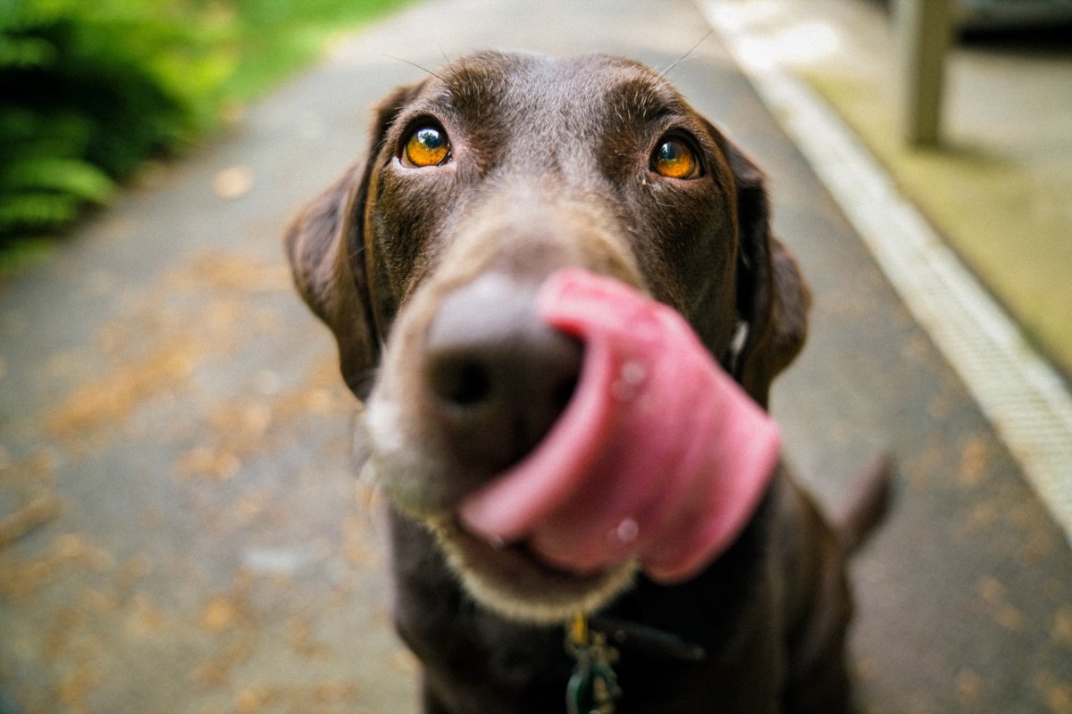 The power (and evolution) behind your dog's 'puppy eyes' | Popular Science