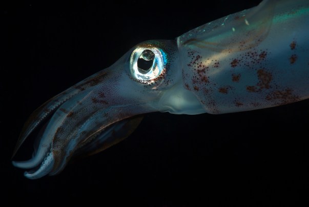 Video: Squid uses chromatophores to change color | Popular Science