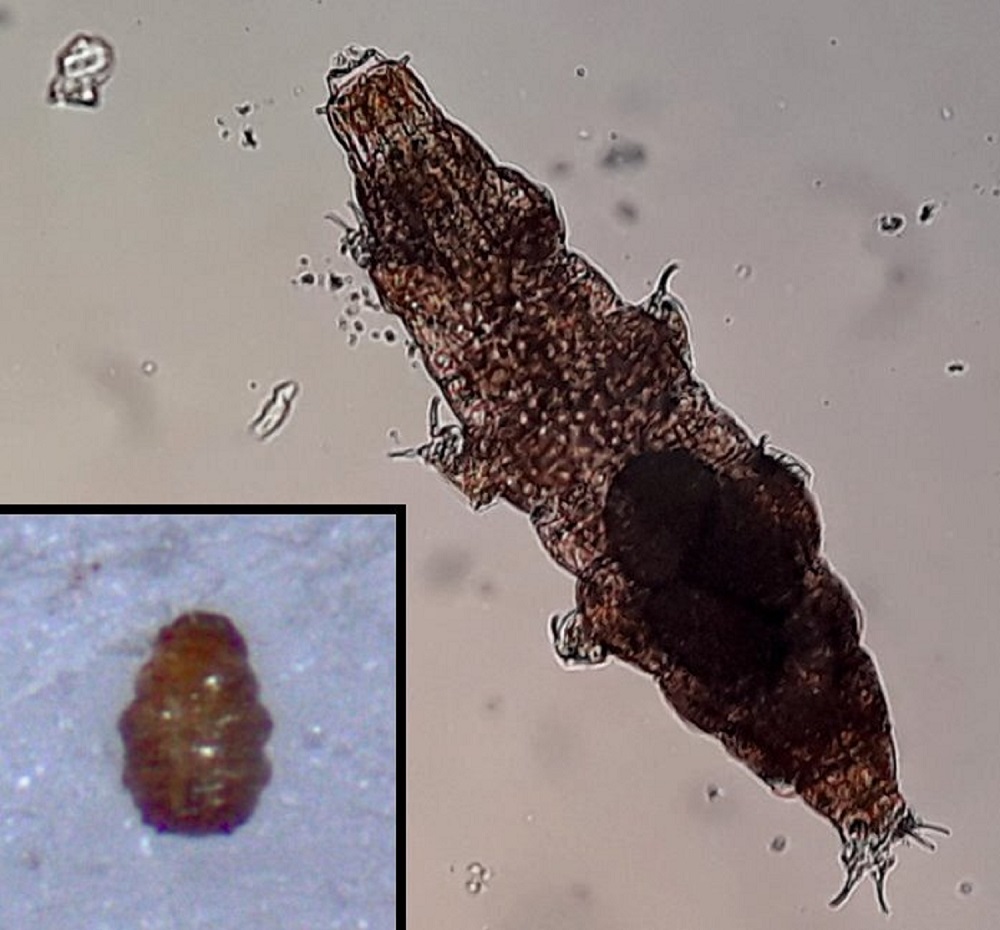 How do tardigrades move so far? Snail slime, maybe. | Popular Science