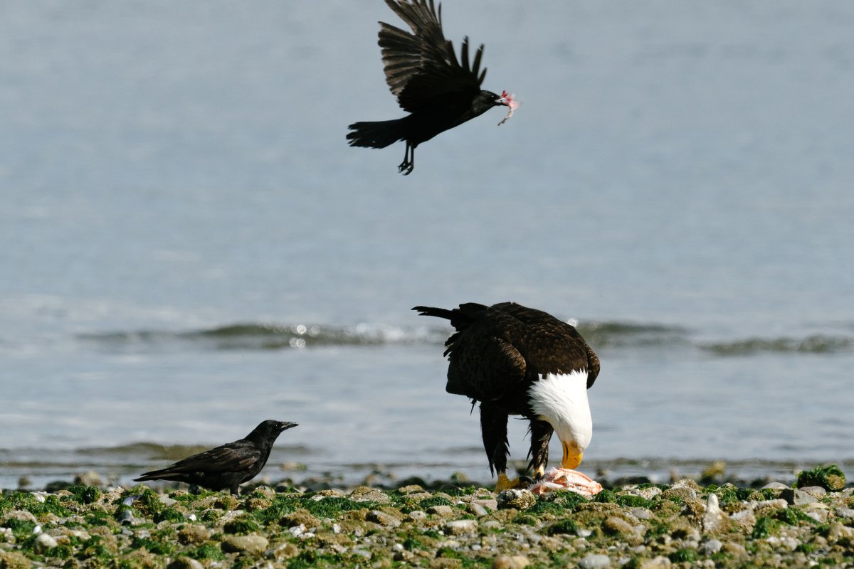 Why are crows and ravens so smart? | Popular Science
