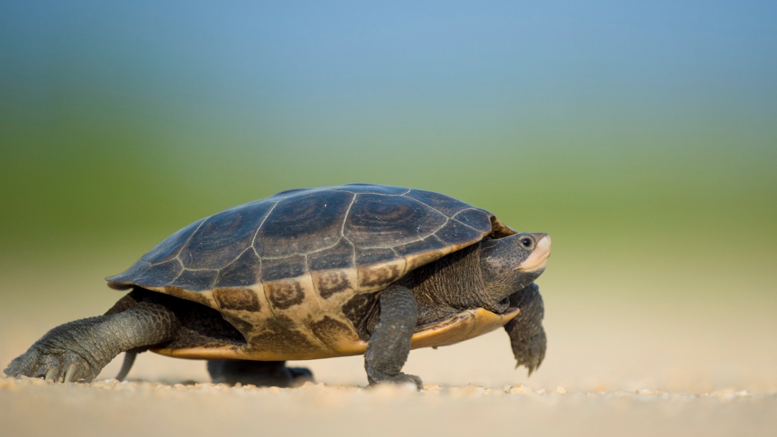 How to help a turtle cross the road | Popular Science