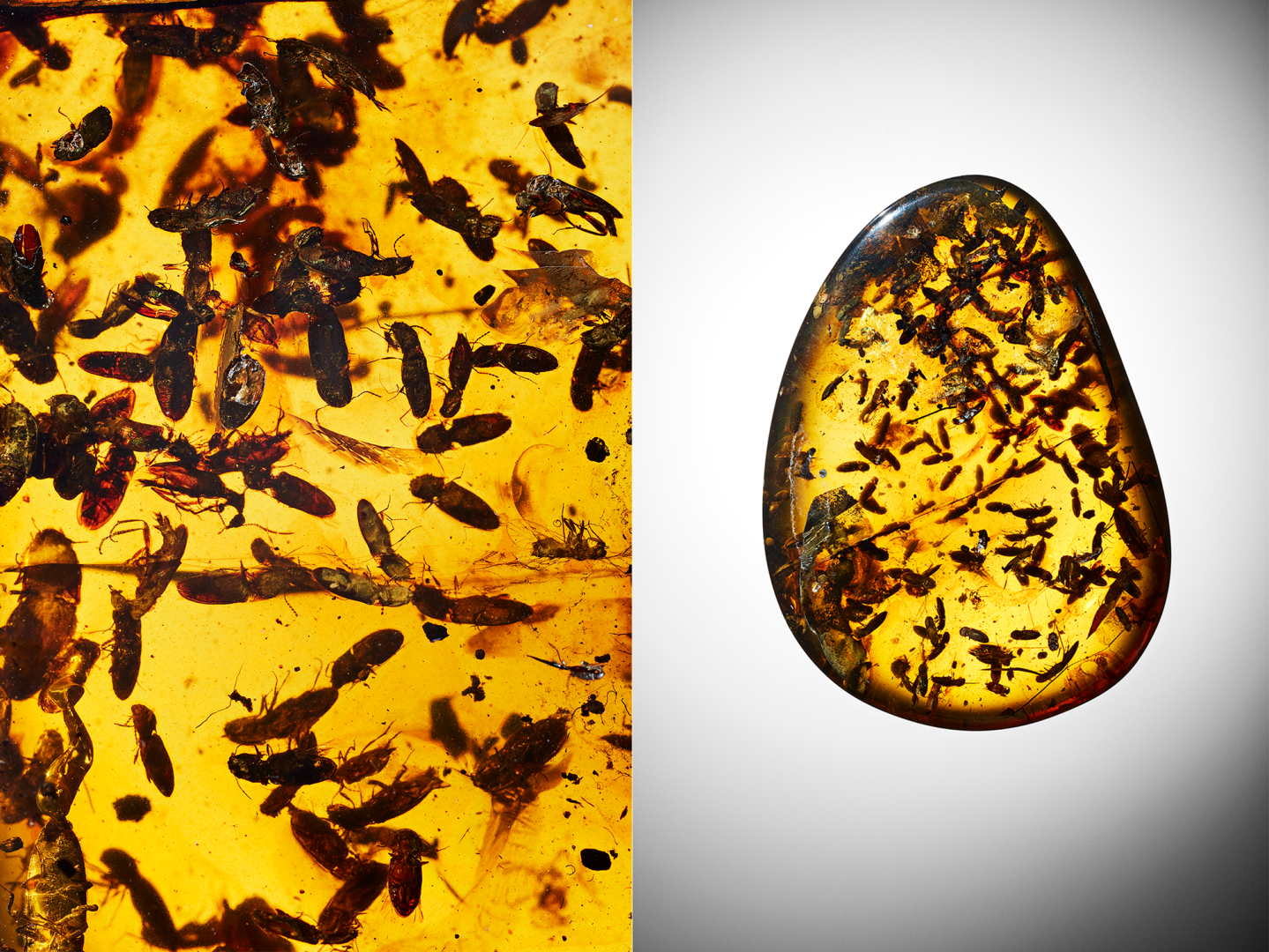 These insects preserved in amber are still glowing 99 million years later