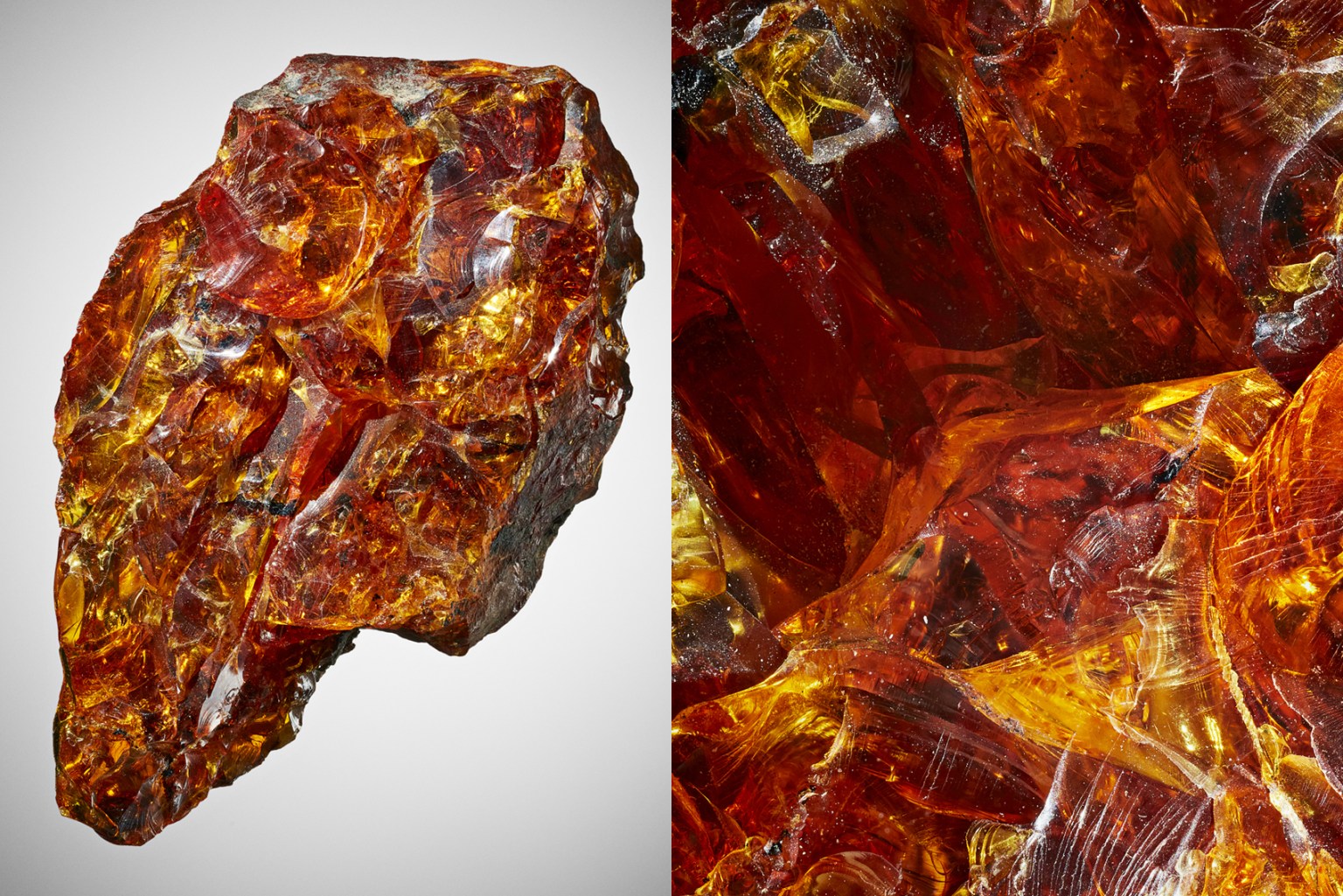 11 detailed photos of amber fossils from AMNH | Popular Science