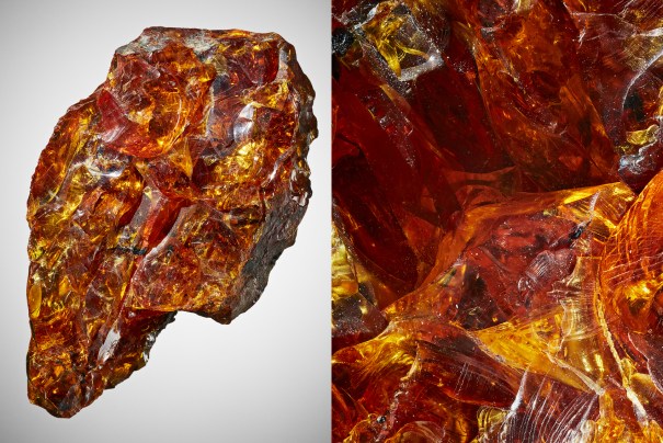 11 detailed photos of amber fossils from AMNH | Popular Science