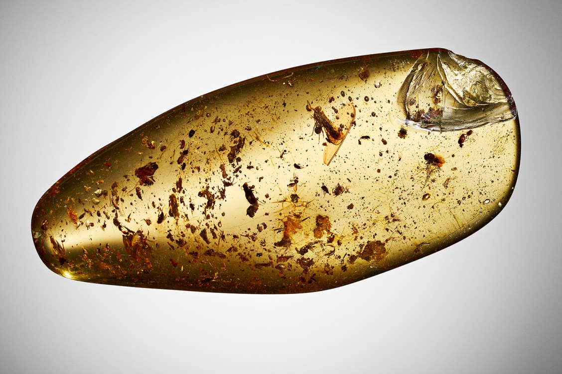 11 detailed photos of amber fossils from AMNH | Popular Science