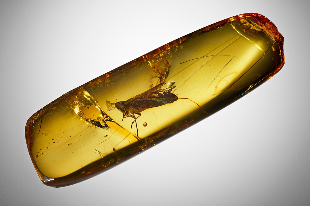 11 detailed photos of amber fossils from AMNH | Popular Science
