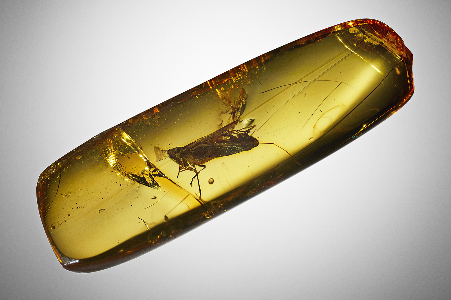 11 detailed photos of amber fossils from AMNH | Popular Science