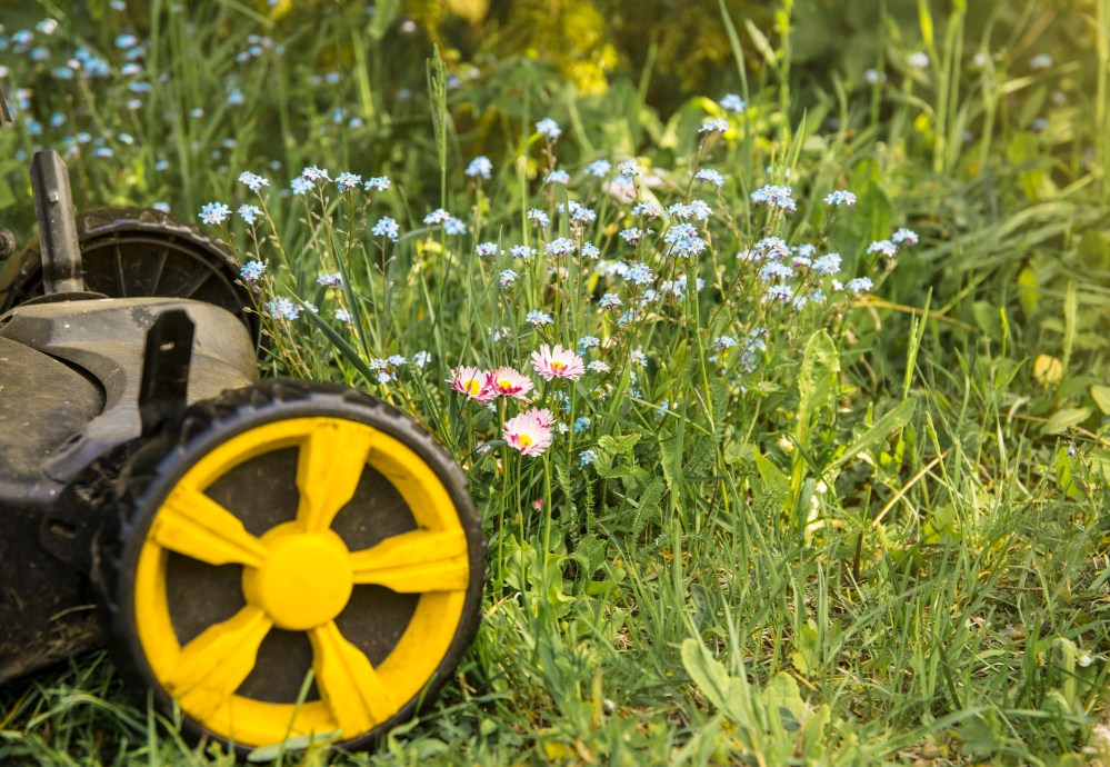 How the No Mow May environmental movement spread | Popular Science
