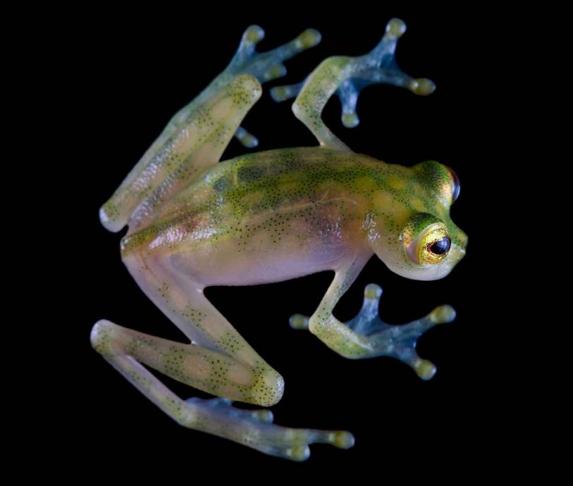 Newly discovered glass frog named after a DAO | Popular Science