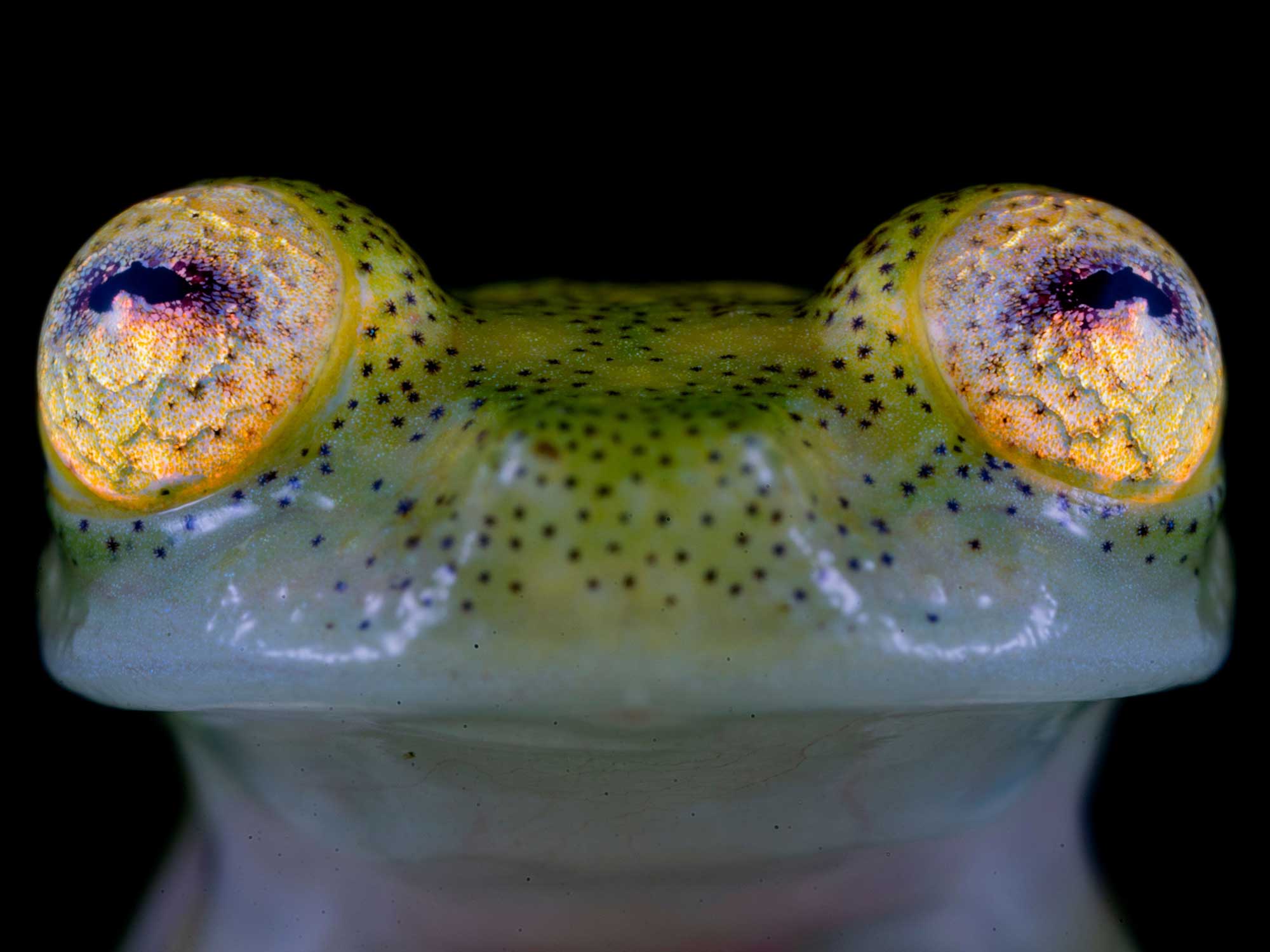 Newly discovered glass frog named after a DAO | Popular Science