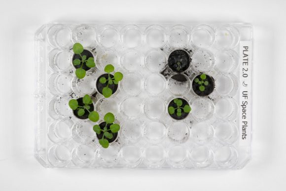 Plant grow in NASA's soil from the moon, but on Earth | Popular Science