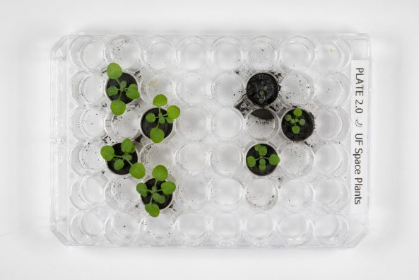 Plant grow in NASA's soil from the moon, but on Earth | Popular Science