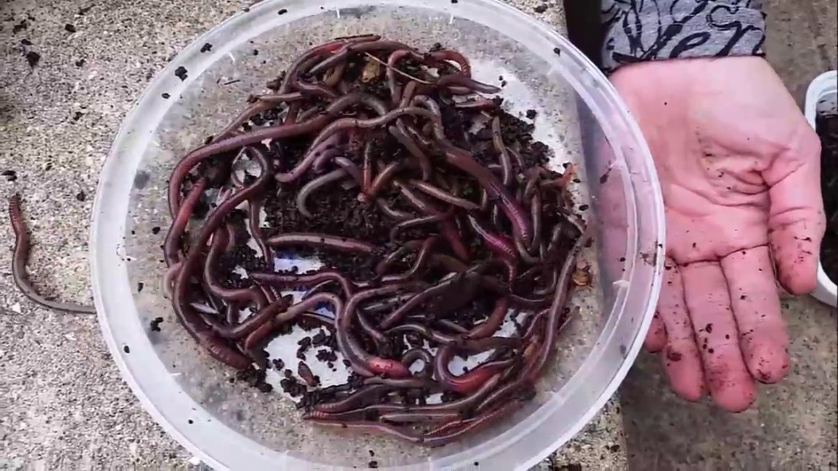 Annelid alert—jumping worms spread across US | Popular Science
